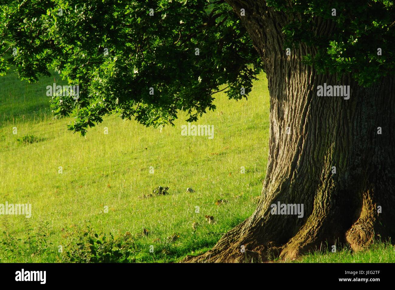 The Trunk of a Mighty Oak Tree (Quercus robur) the Morning Light ...
