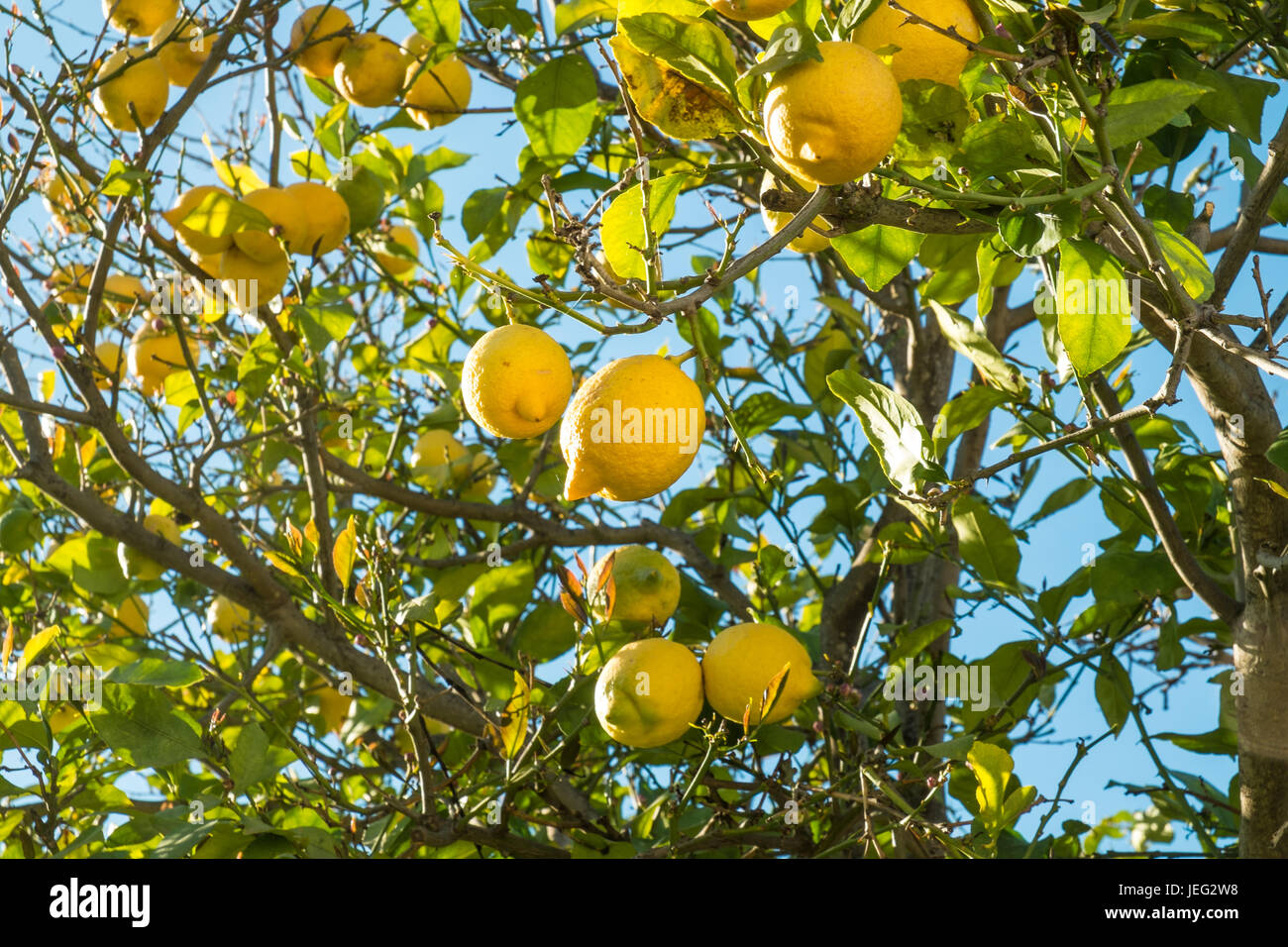 Lemon tree loaded with fresh fruit waiting to be harvested Stock Photo ...