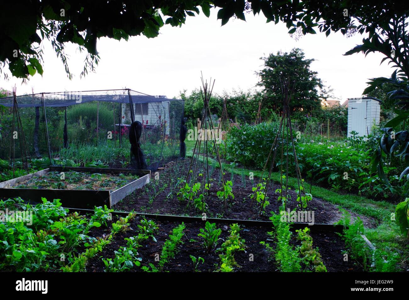 Community veg plot hi-res stock photography and images - Alamy