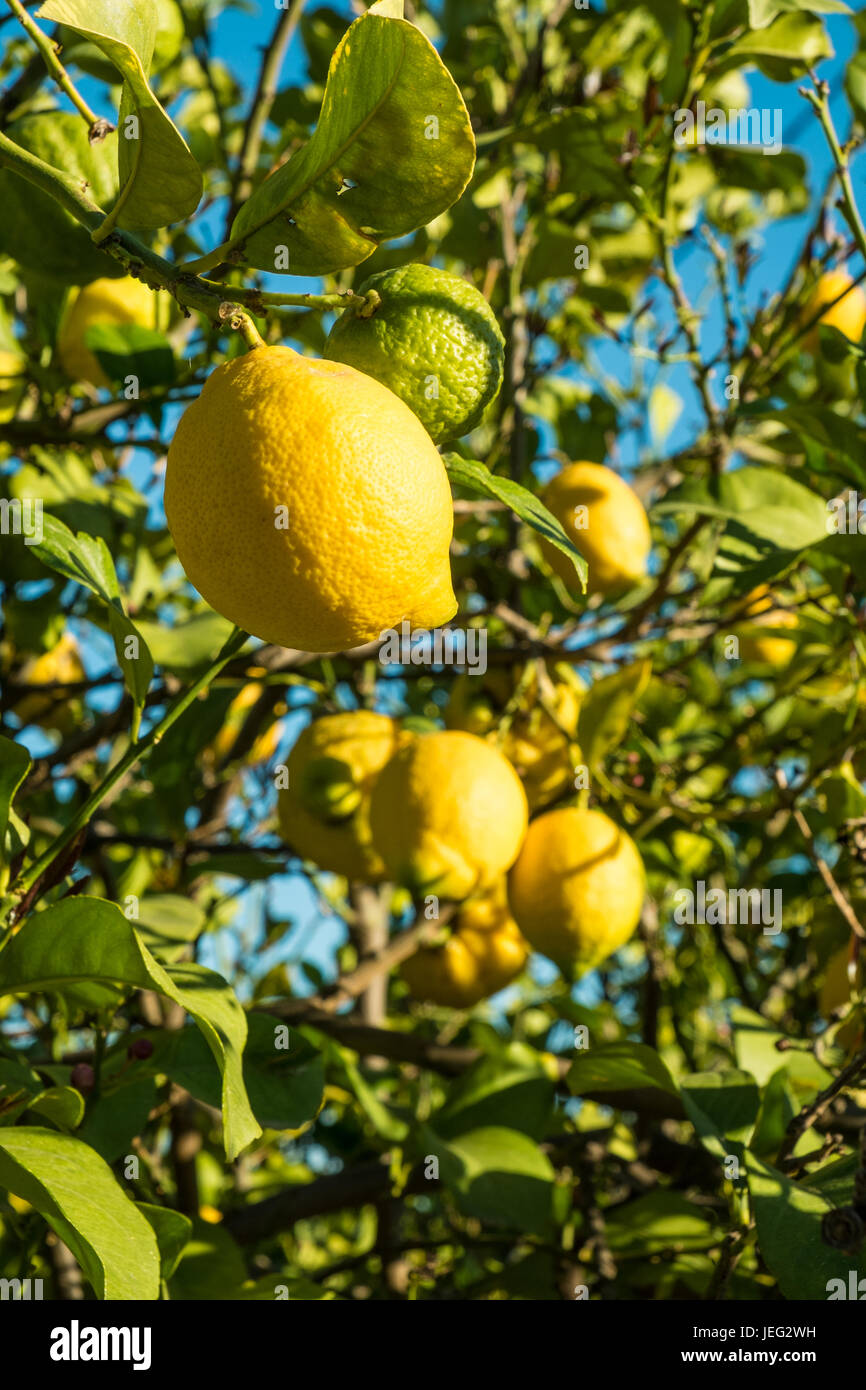 Lemon tree loaded with fresh fruit waiting to be harvested Stock Photo ...