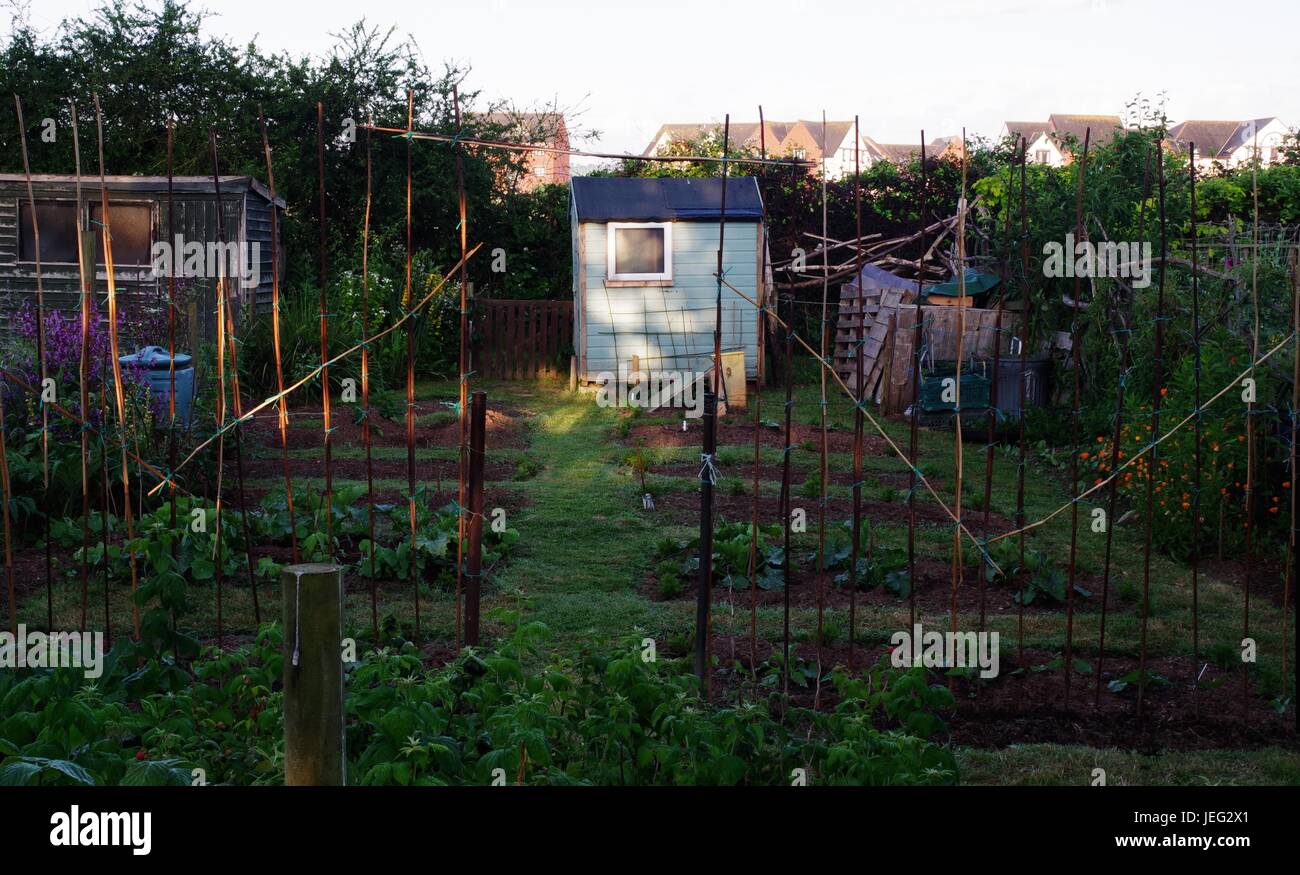 Community veg plot hi-res stock photography and images - Alamy