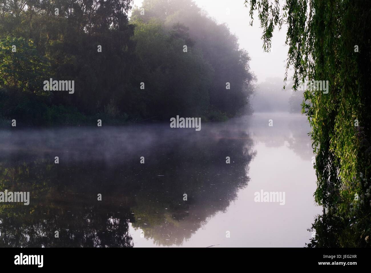 Weeping river birch hi-res stock photography and images - Alamy