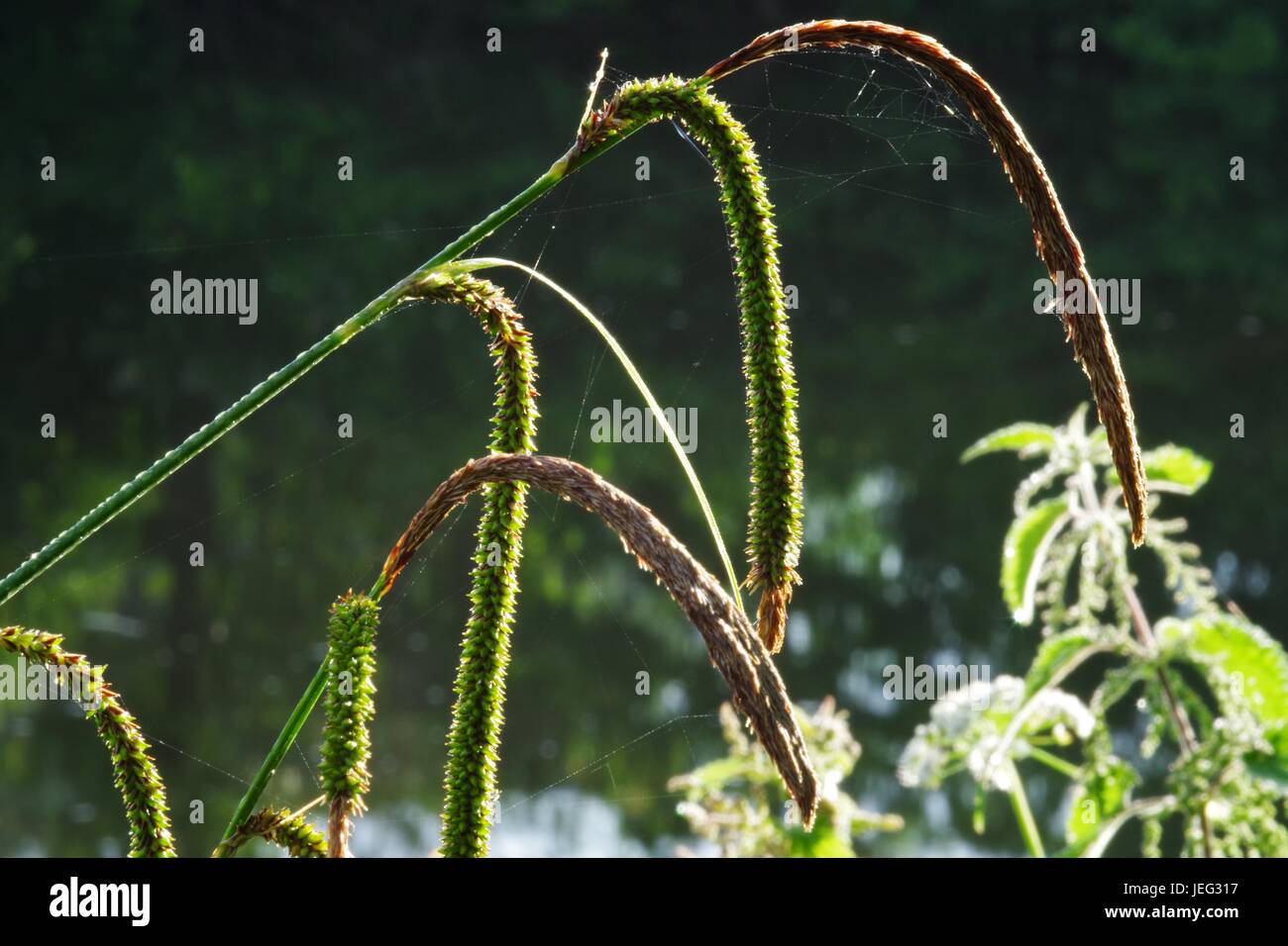 Pendulous sedge uk hi-res stock photography and images - Alamy