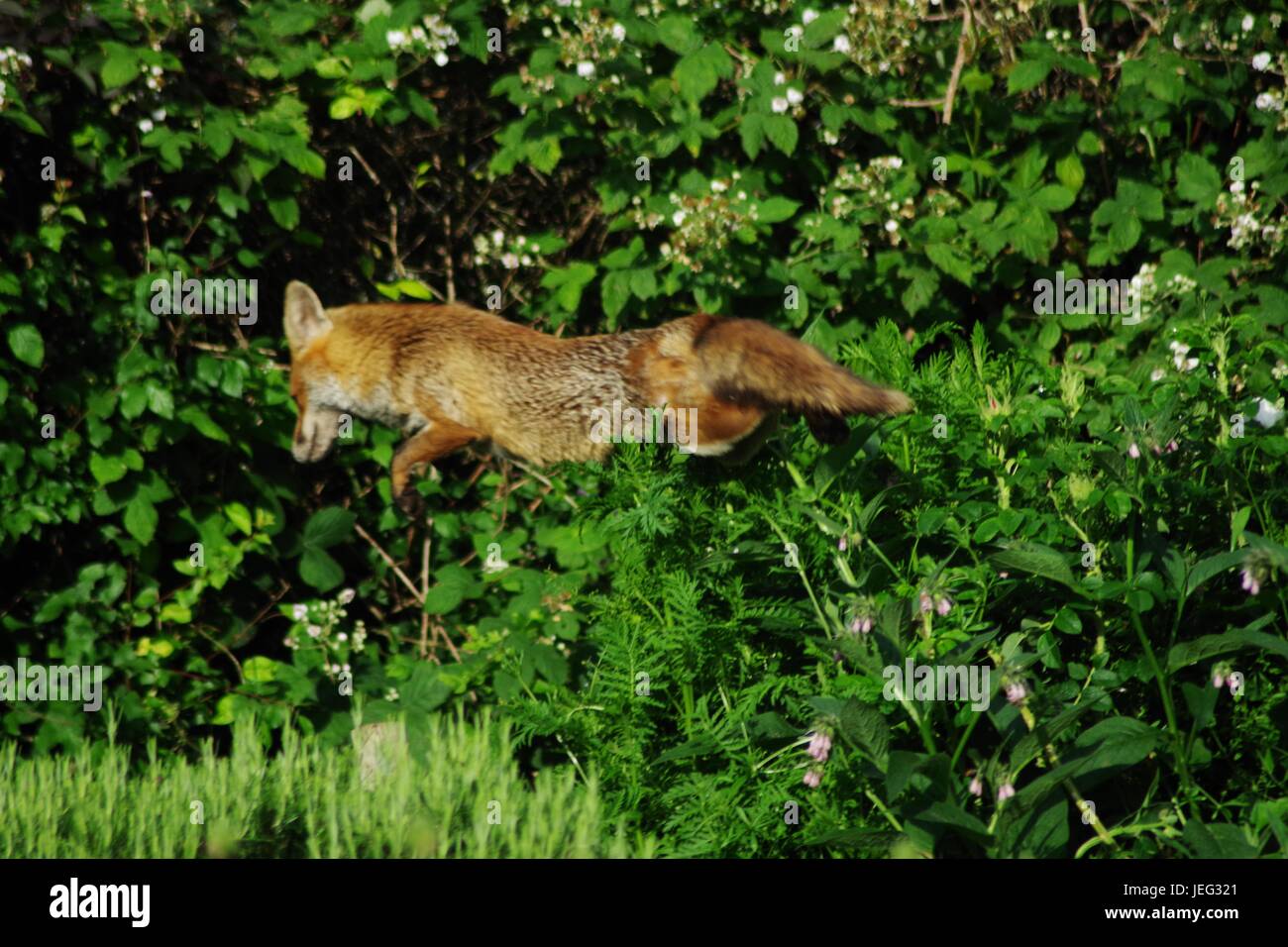 A Red Fox (Vulpes vulpes) Jumps Over a Hedge on a Devon Allotment ...