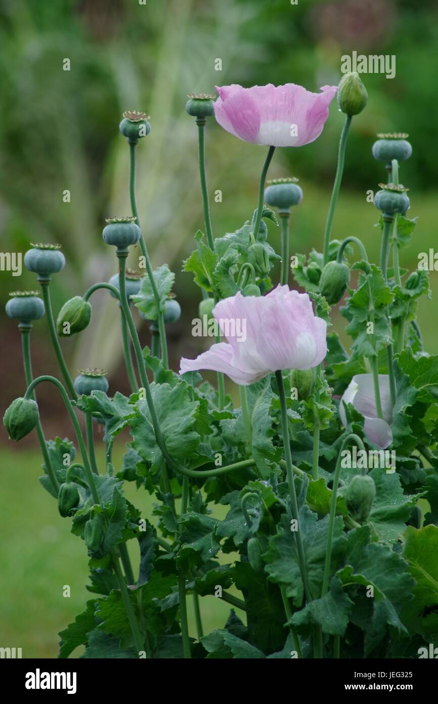 Large, Elegant Pink Poppy Plant Growing on an Allotment. Exeter, Devon ...