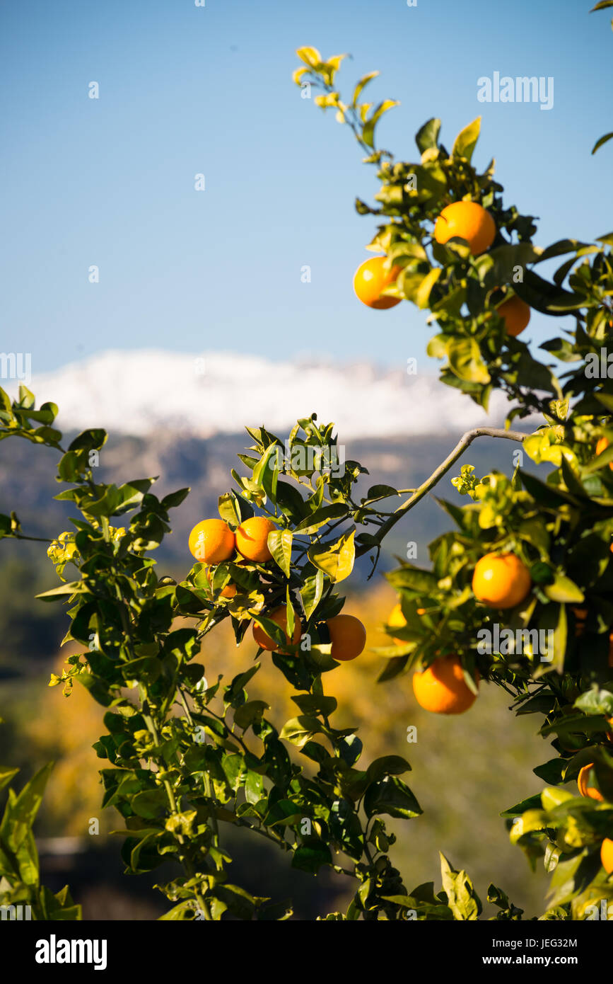 Orange trees loaded with fresh fruit ready to be harvested Stock Photo ...