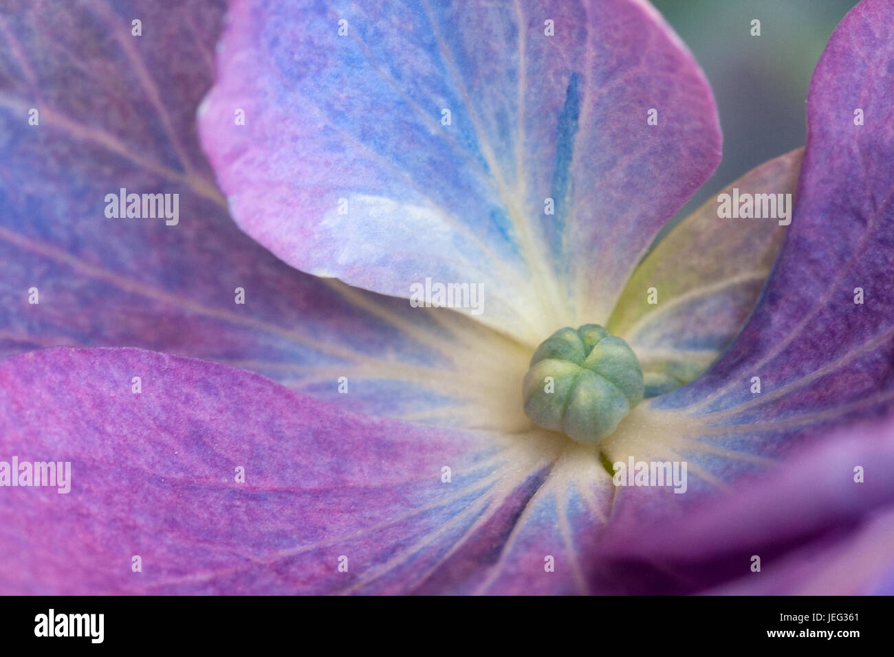 Hortensia petals hi-res stock photography and images - Alamy