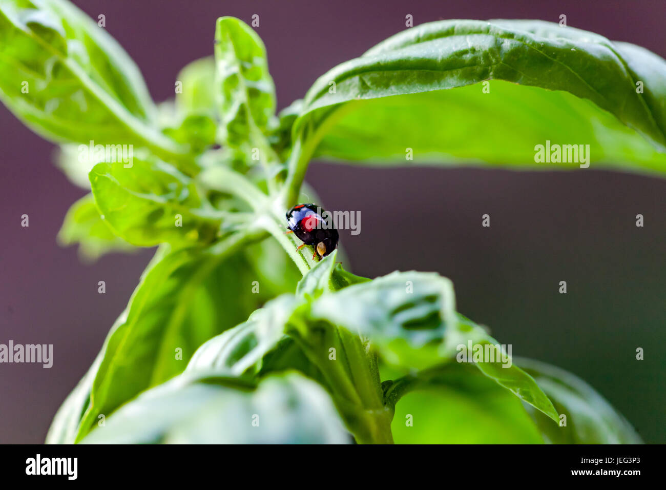 Black ladybug on basil herb Stock Photo - Alamy