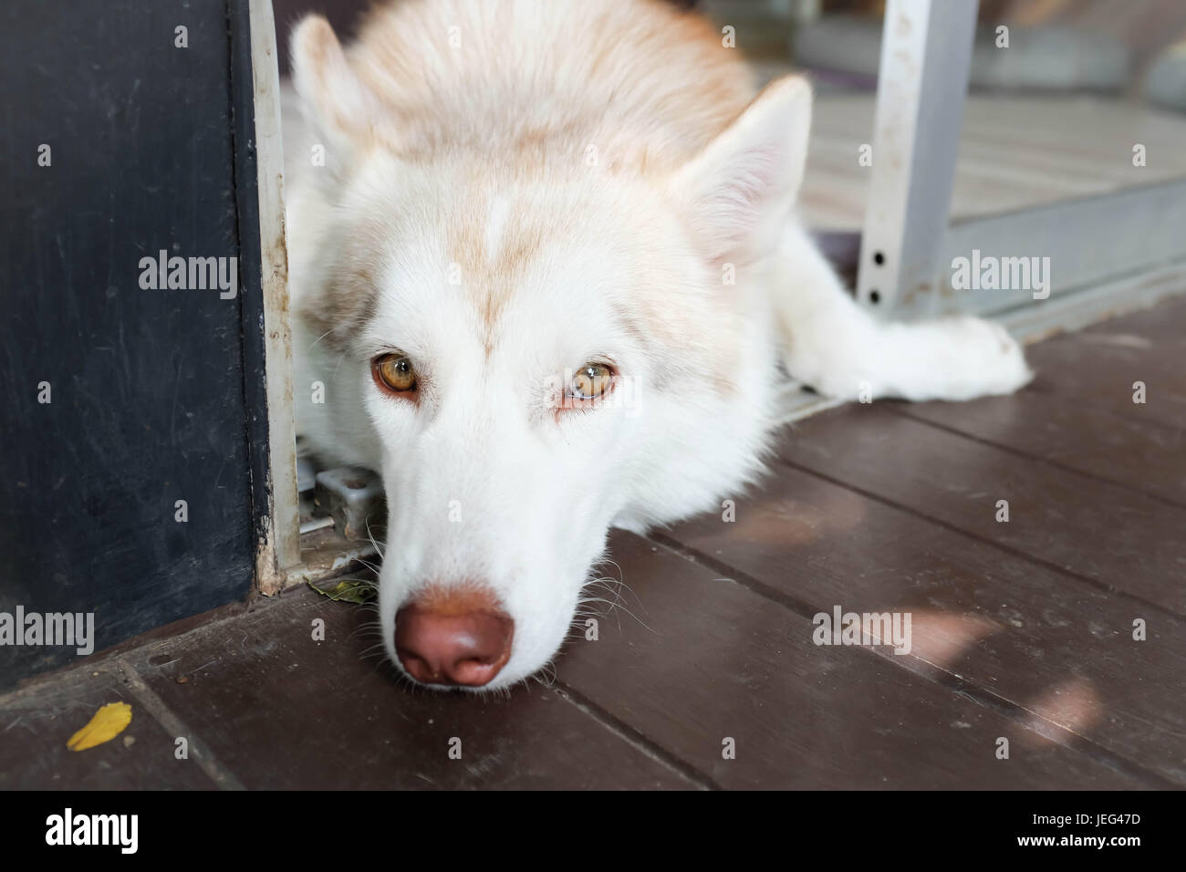 sleepy siberian husky dog on the floor Stock Photo - Alamy