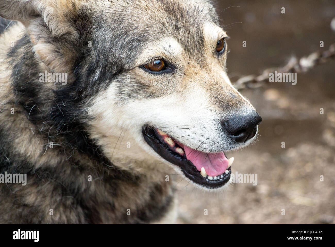Portrait of a dog mongrel Stock Photo - Alamy