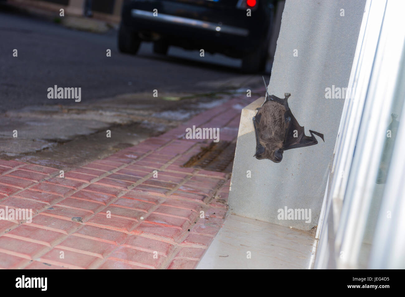 Bat Sleeping High Resolution Stock Photography and Images - Alamy