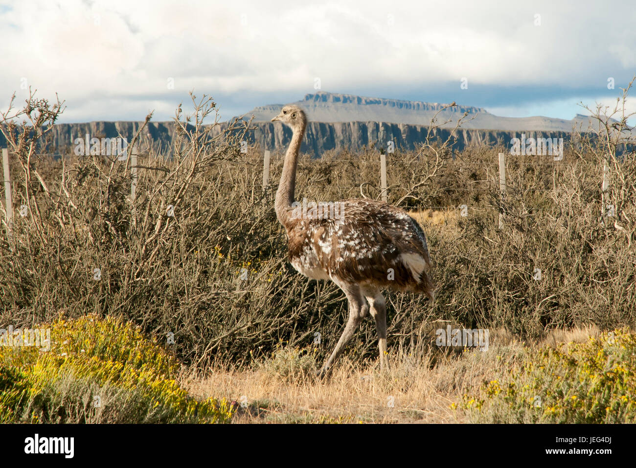 Rhea - Torres Del Paine - Chile Stock Photo - Alamy