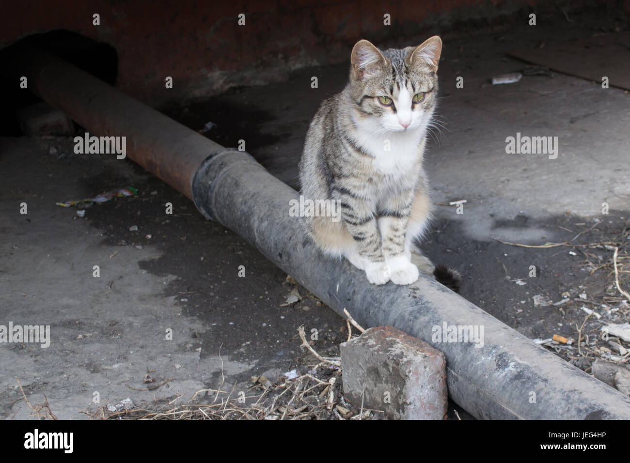 Cats homeless animals hi-res stock photography and images - Alamy