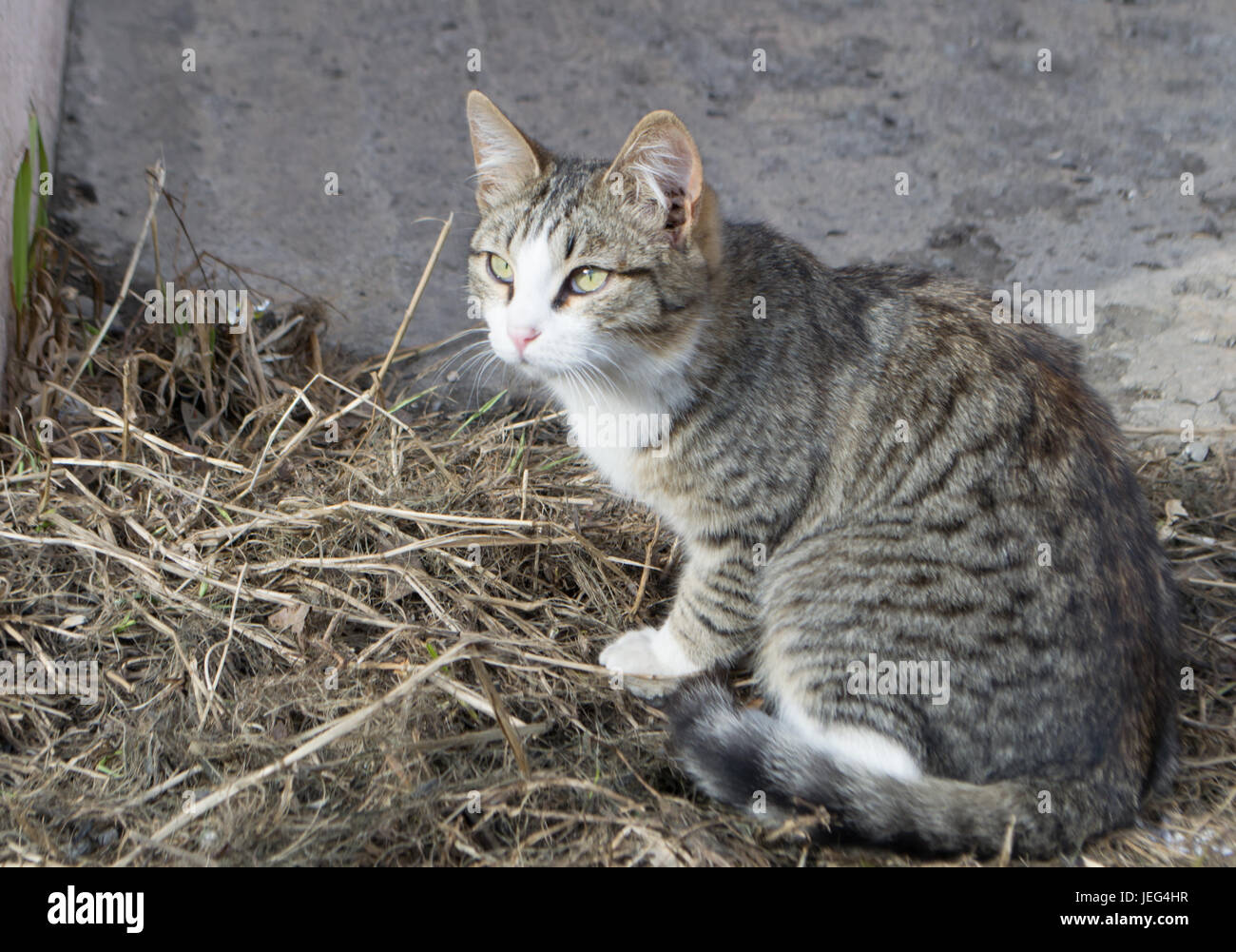 Homeless kitty hi-res stock photography and images - Alamy