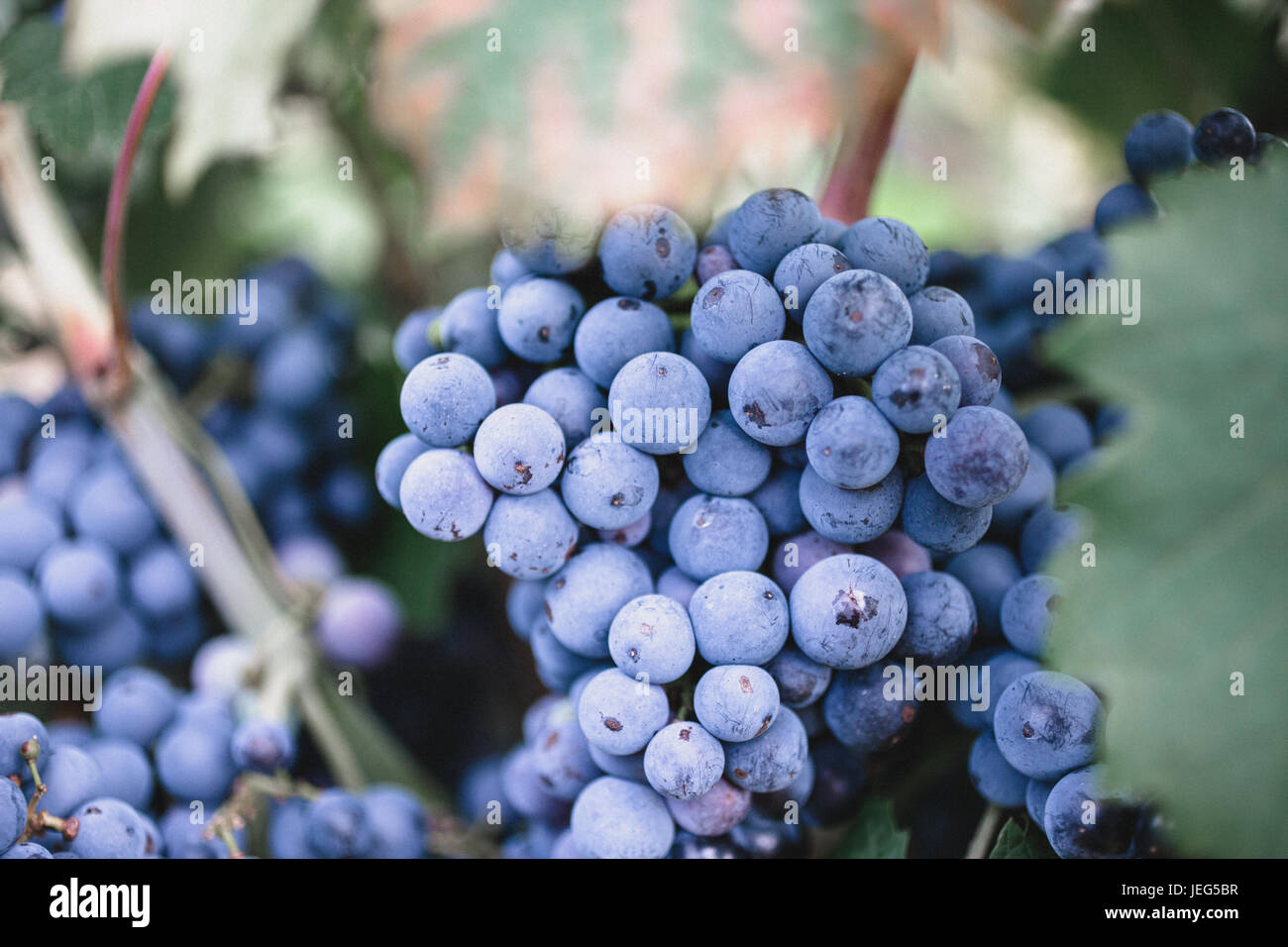 Ripe grapes on branch in the sunshine light Stock Photo - Alamy