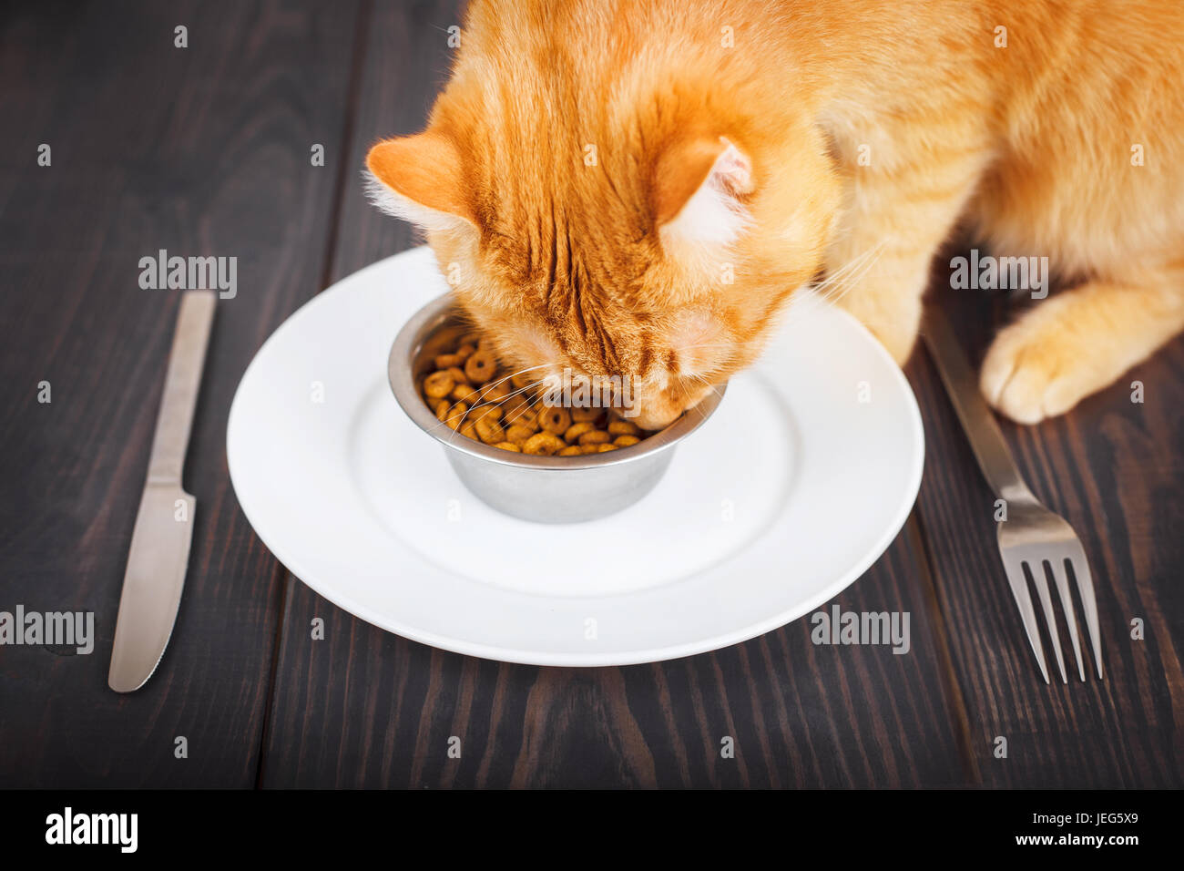 Pet food on plate hi-res stock photography and images - Alamy