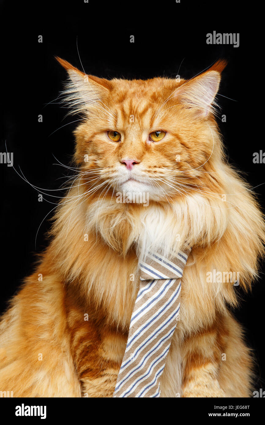 Beautiful maine coon cat with man tie Stock Photo - Alamy