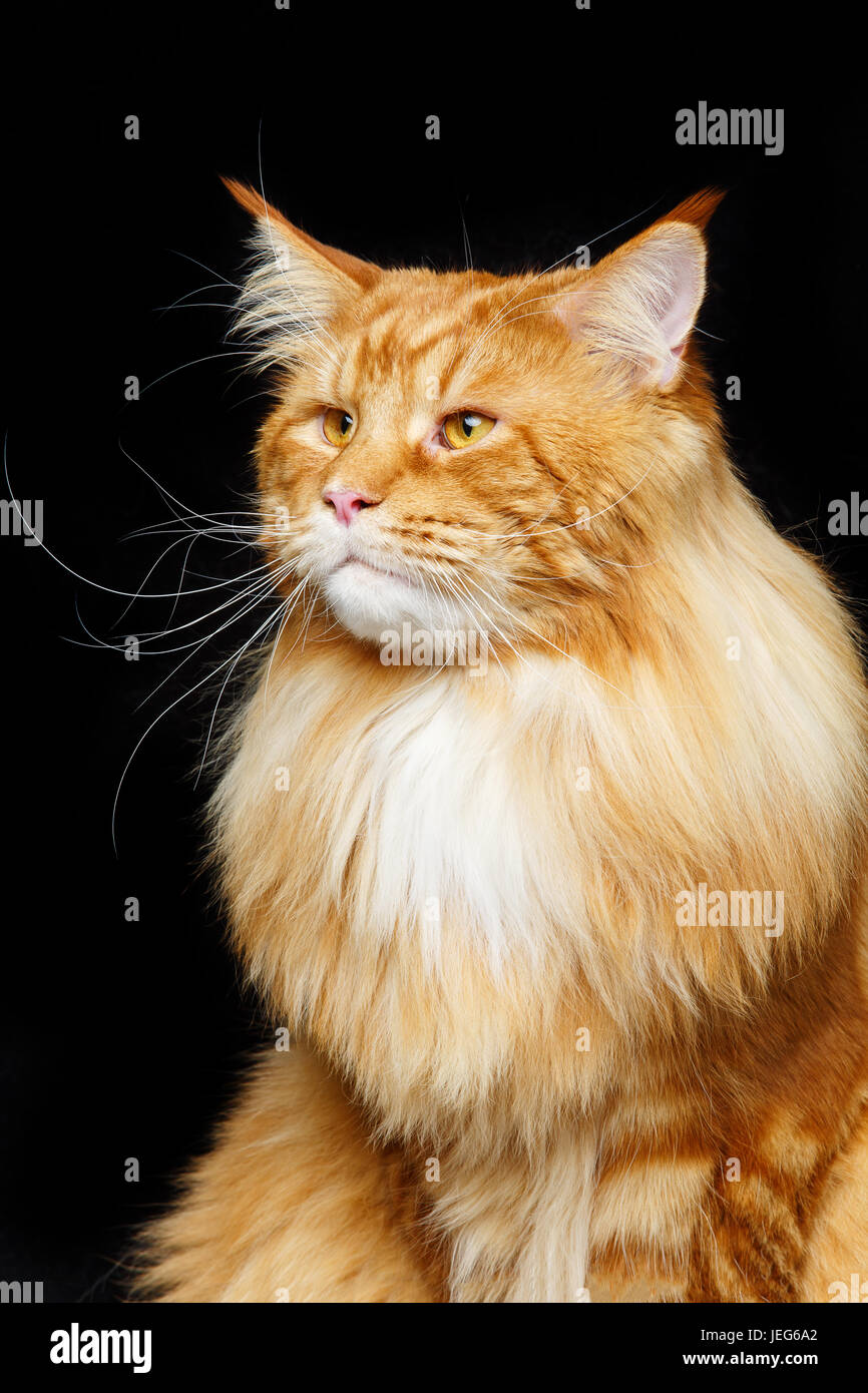Beautiful maine coon cat Stock Photo - Alamy
