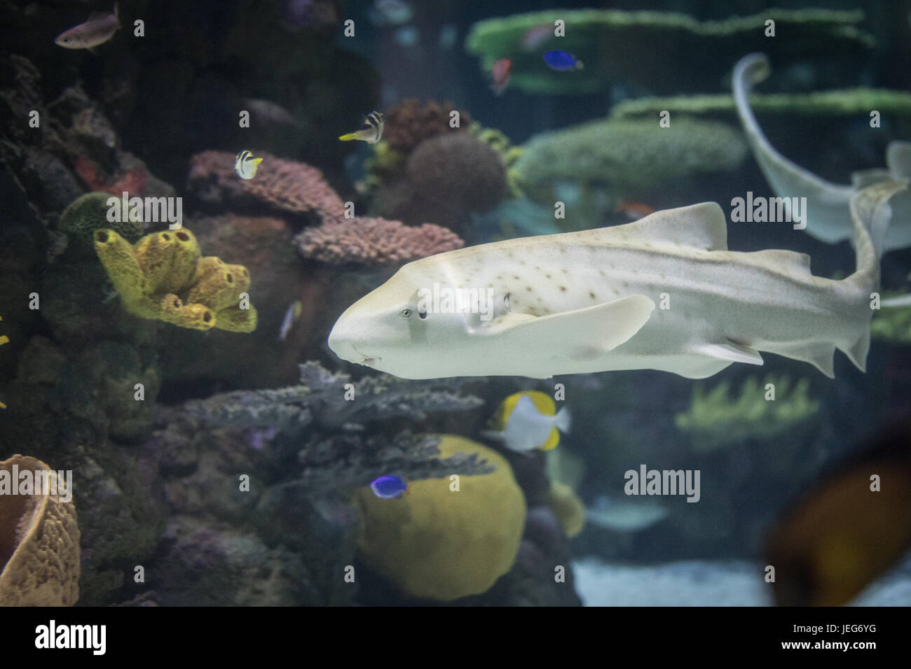 Zebra Shark swimming image Stock Photo - Alamy