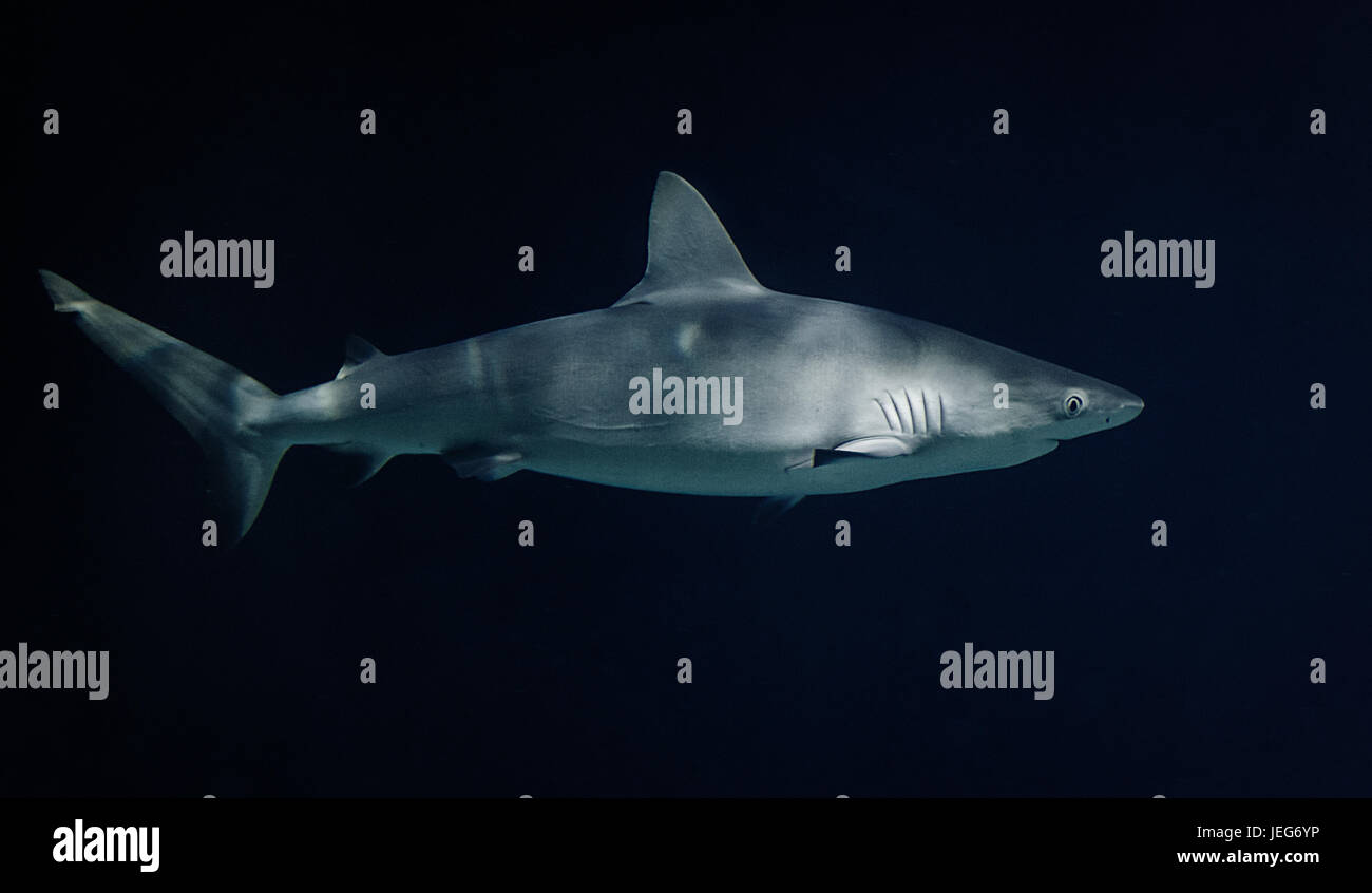 Shark swimming in the water Stock Photo - Alamy