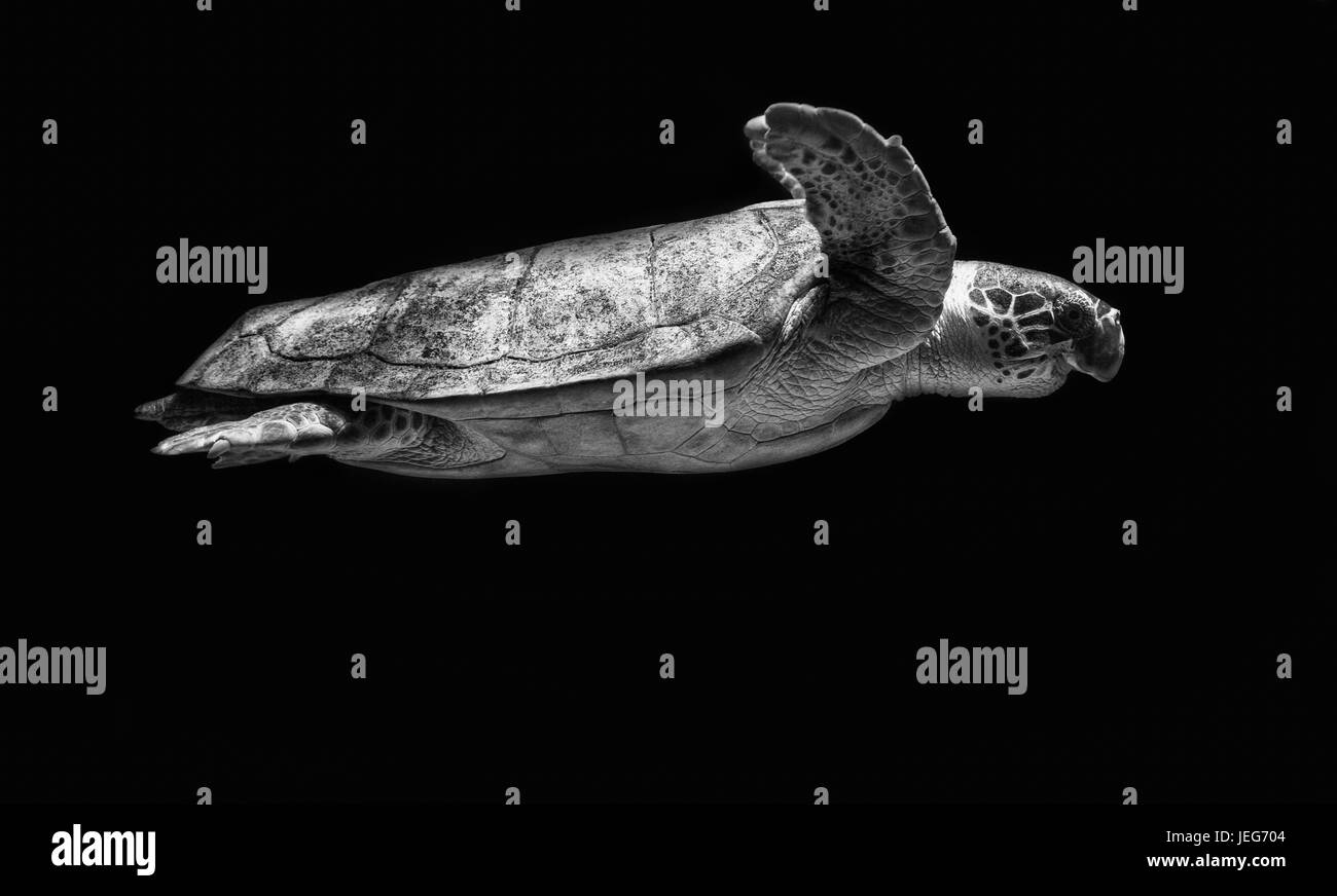 Underwater life sea turtle swimming Black and White Stock Photos ...