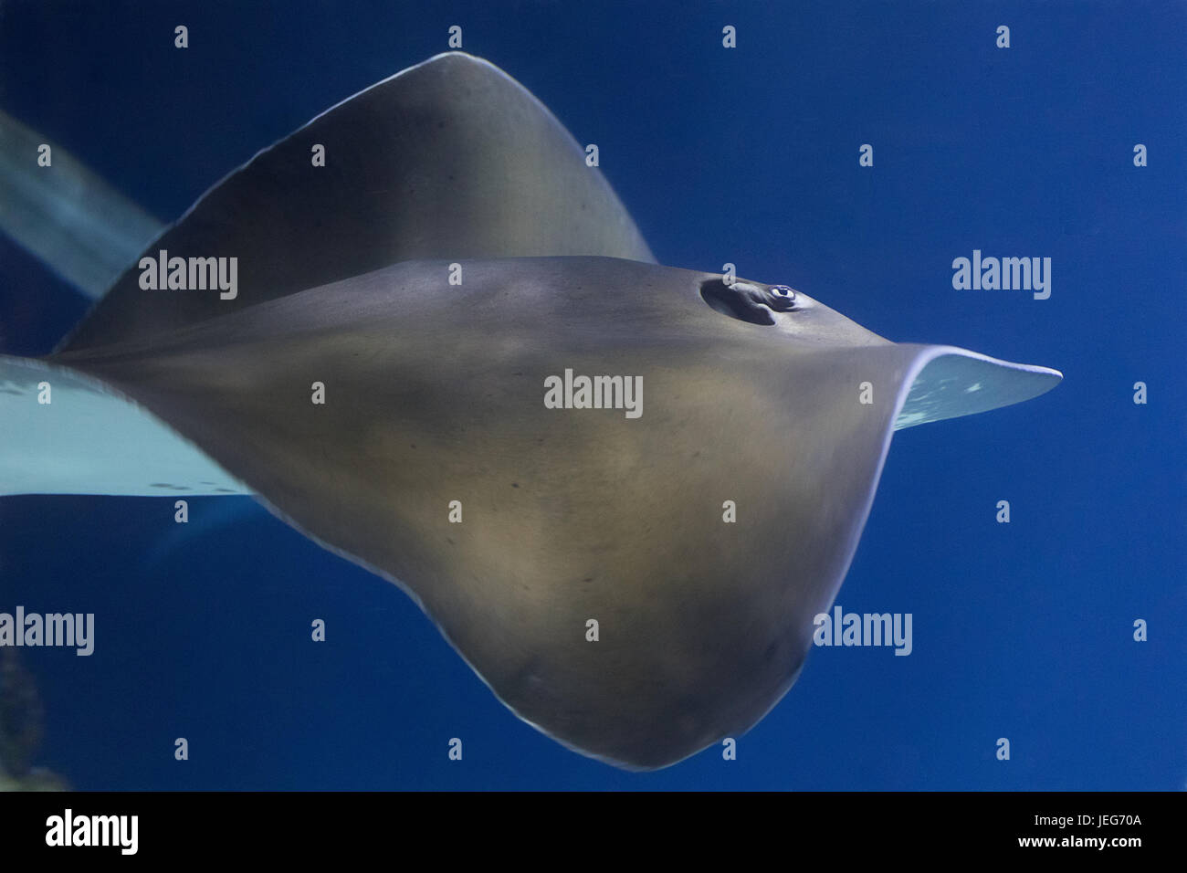 Ray swimming in the water Stock Photo - Alamy
