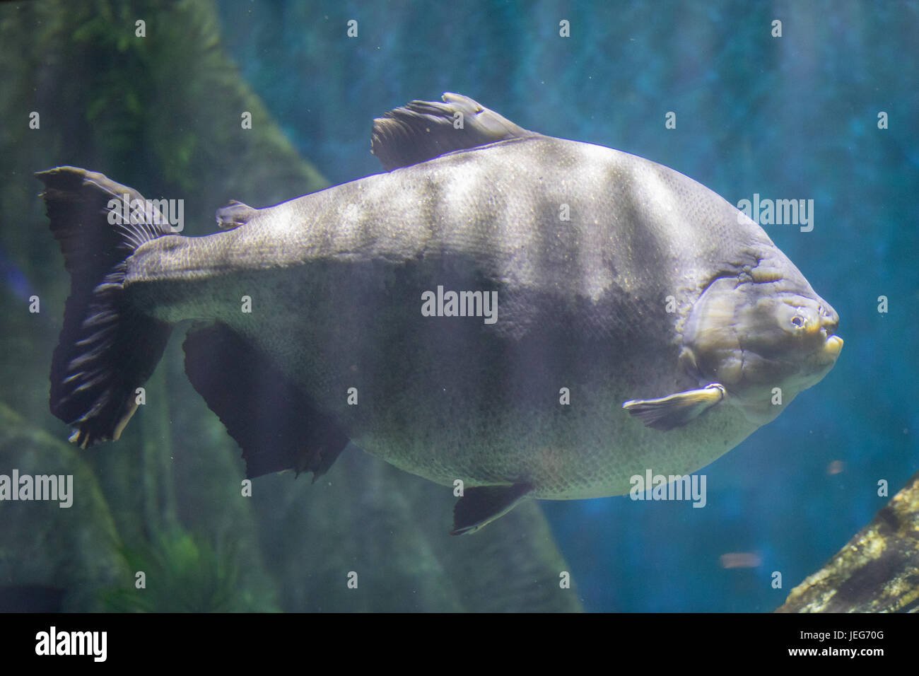 Pacu Fish swimming in thr water Stock Photo - Alamy