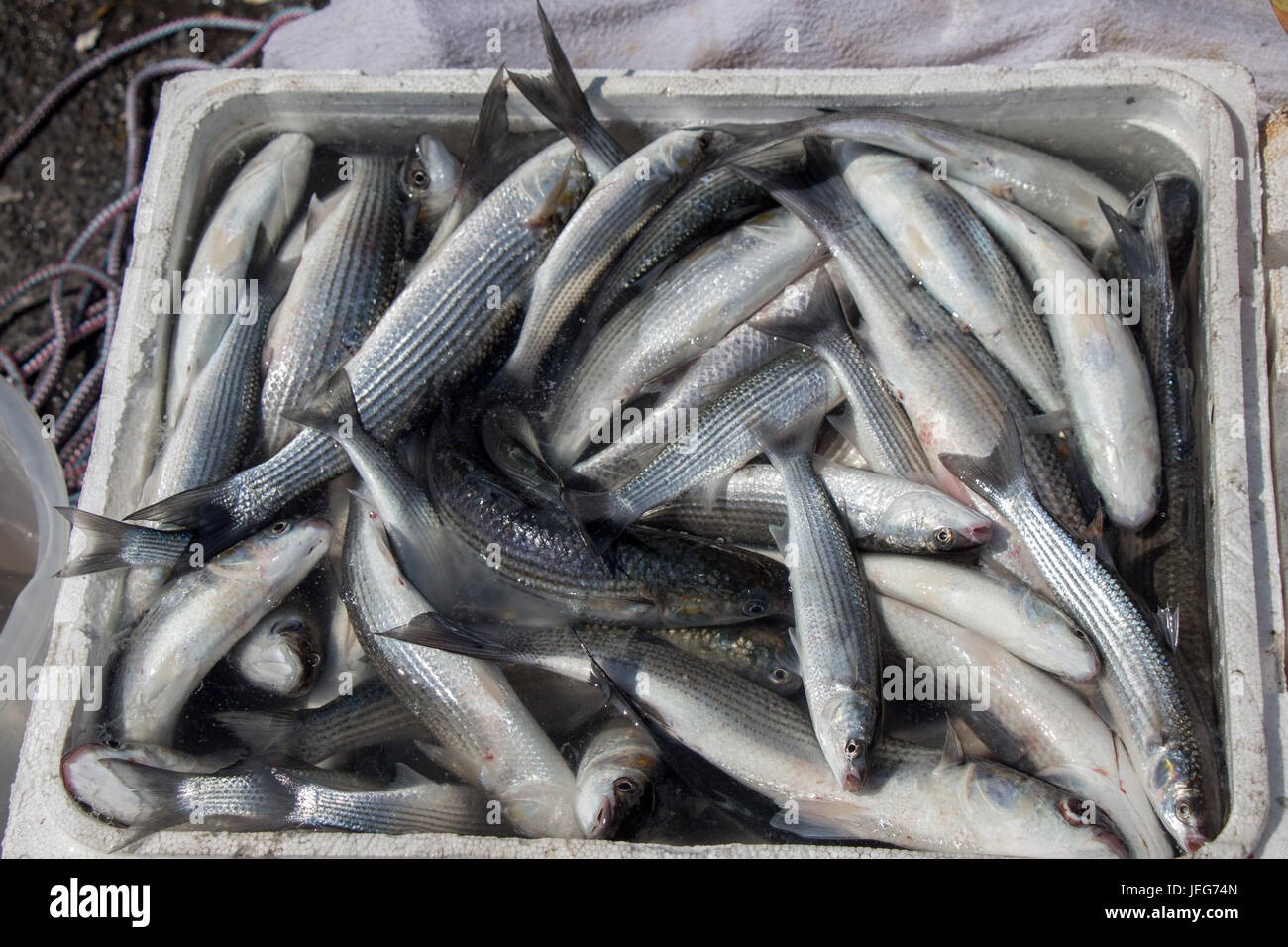 Fresh for sale at a fish market Stock Photo - Alamy