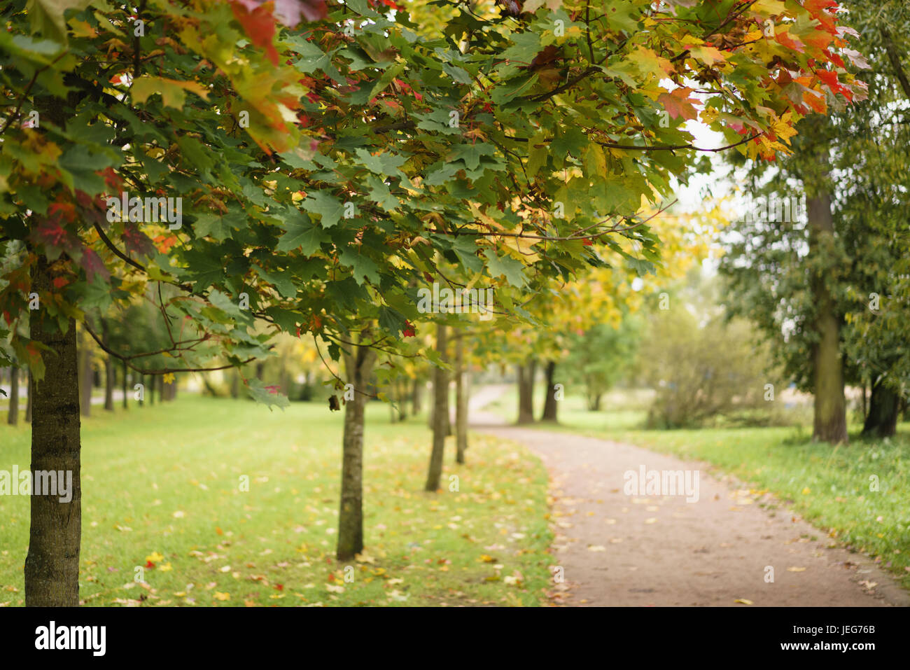 maple alley in town park in early autumn season Stock Photo - Alamy