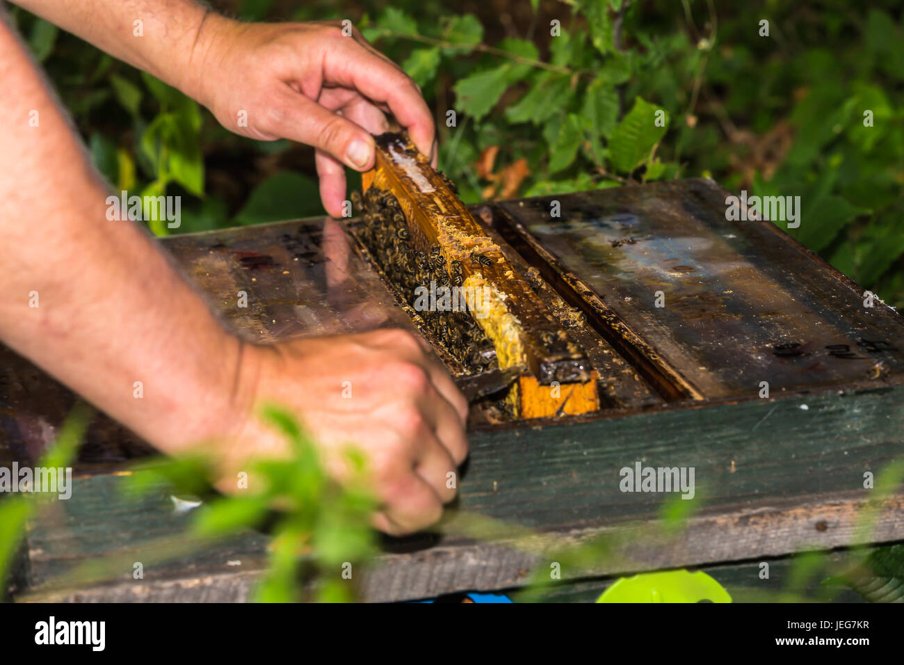 Bee hive inspection hi-res stock photography and images - Alamy