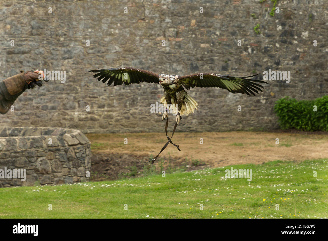 Swooping Bird Of Prey High Resolution Stock Photography and Images - Alamy