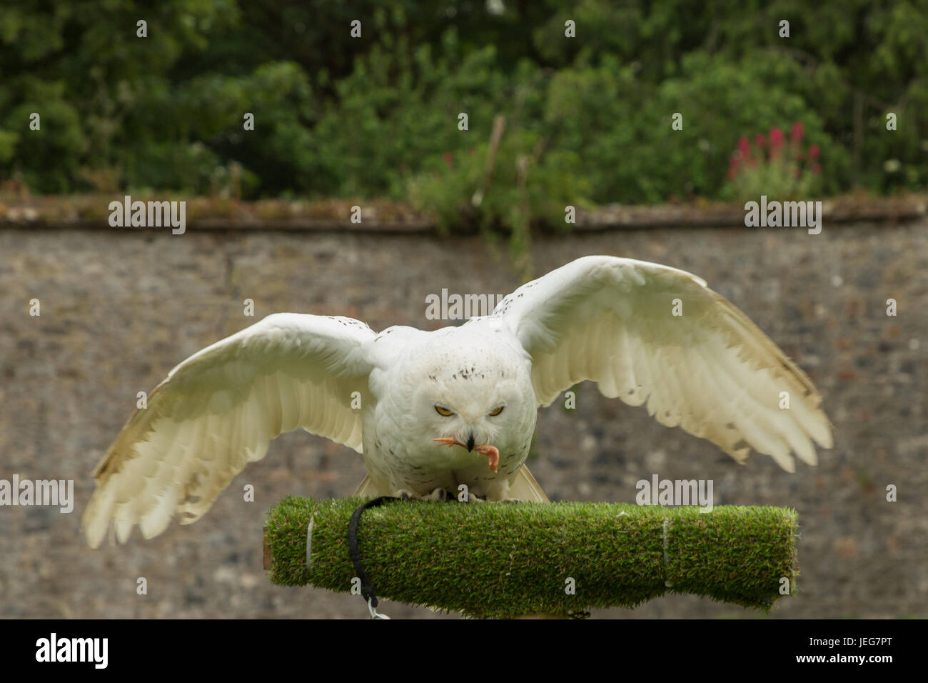 Snowy owl eating hi-res stock photography and images - Alamy