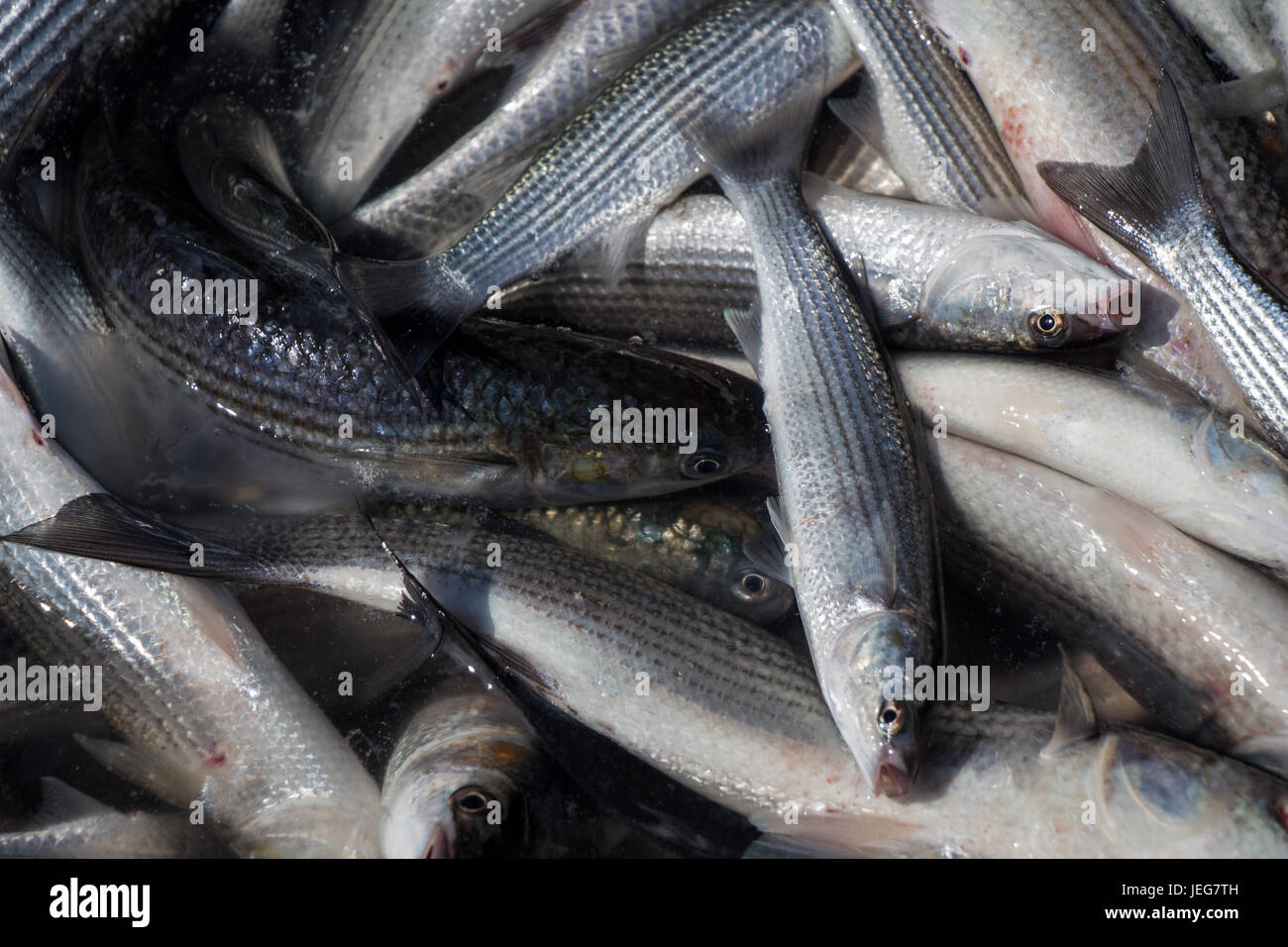 Fresh for sale at a fish market Stock Photo - Alamy