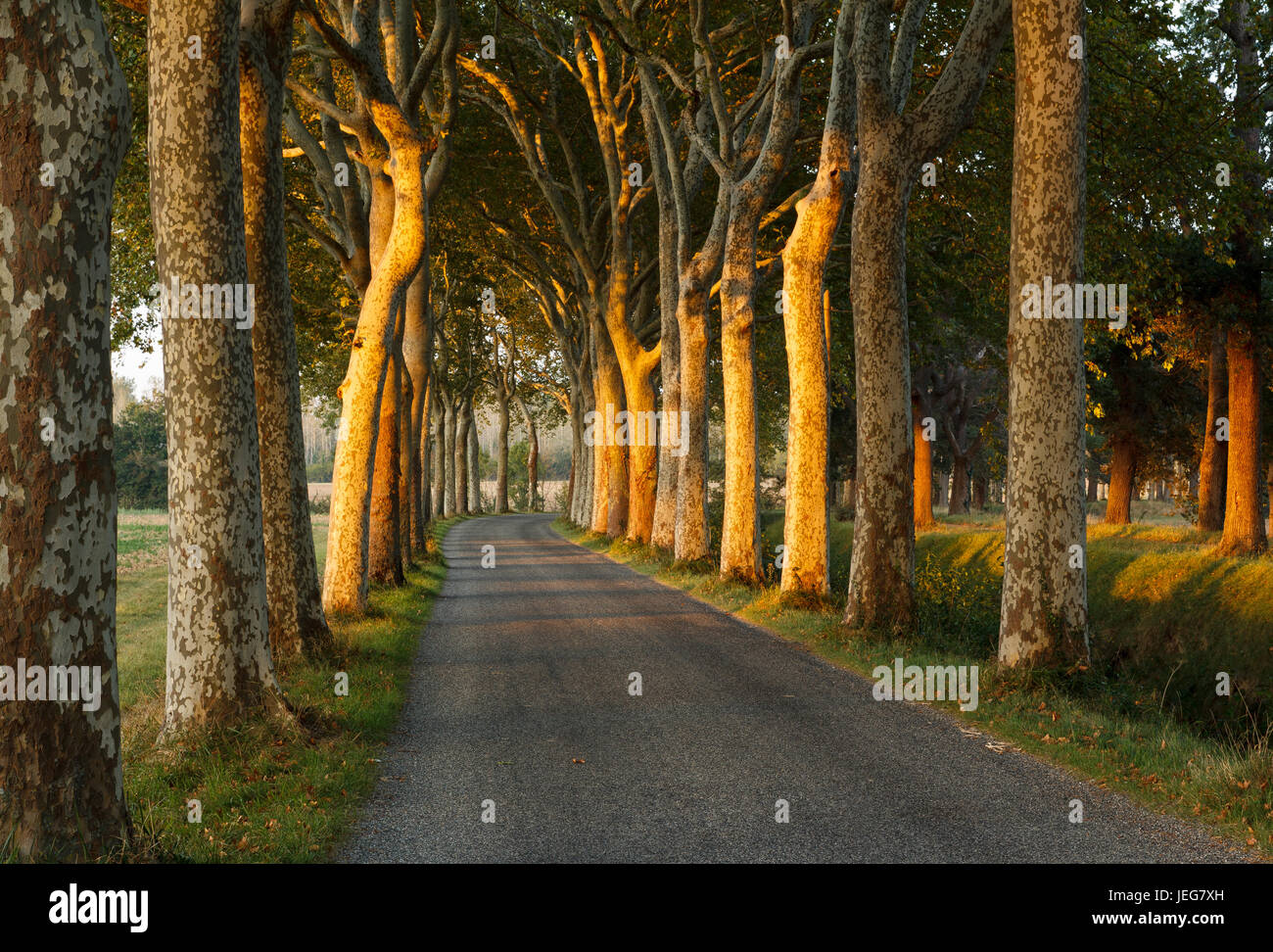 french tree lined avenue Stock Photo - Alamy
