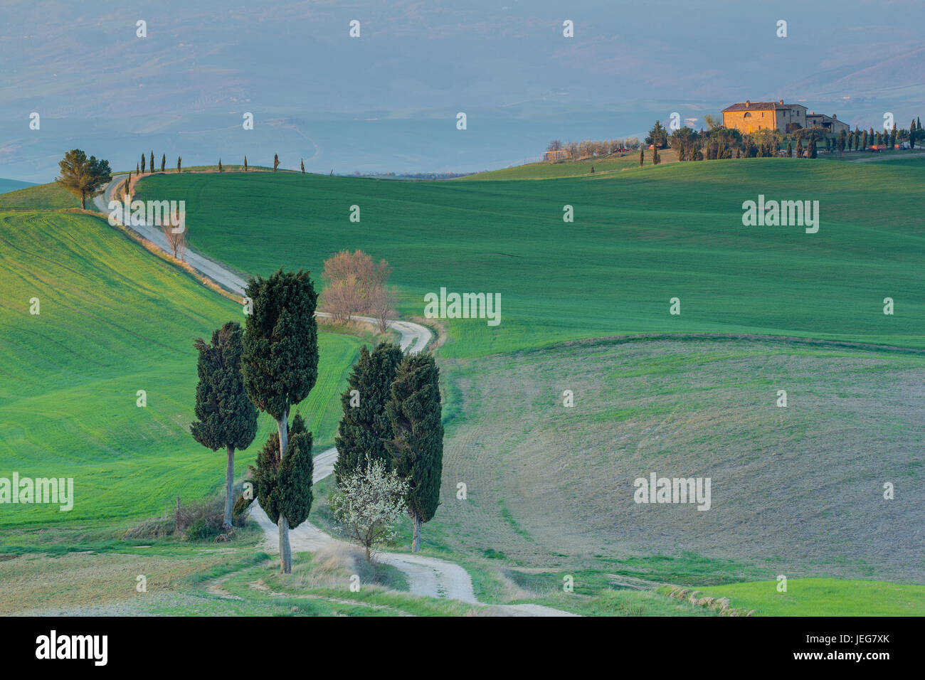 Cyprus tree lined road hi-res stock photography and images - Alamy