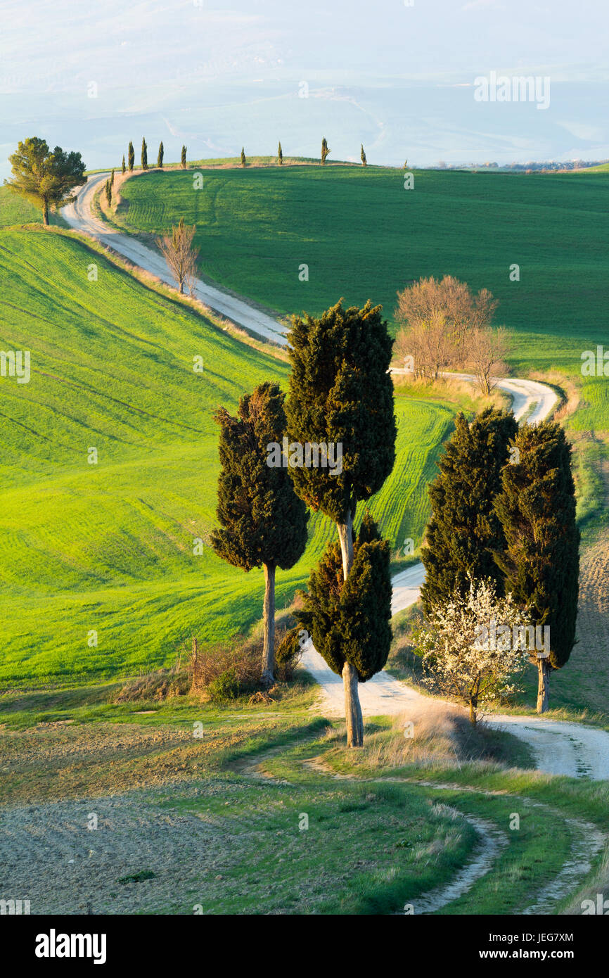 Cyprus trees hi-res stock photography and images - Alamy