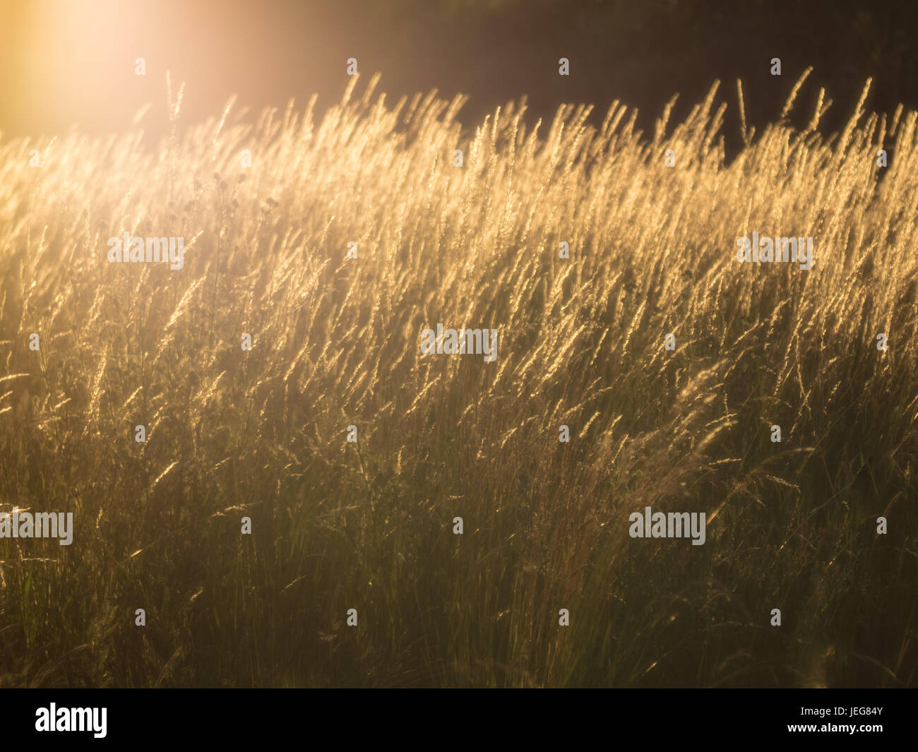 They look into sunlight hi-res stock photography and images - Alamy