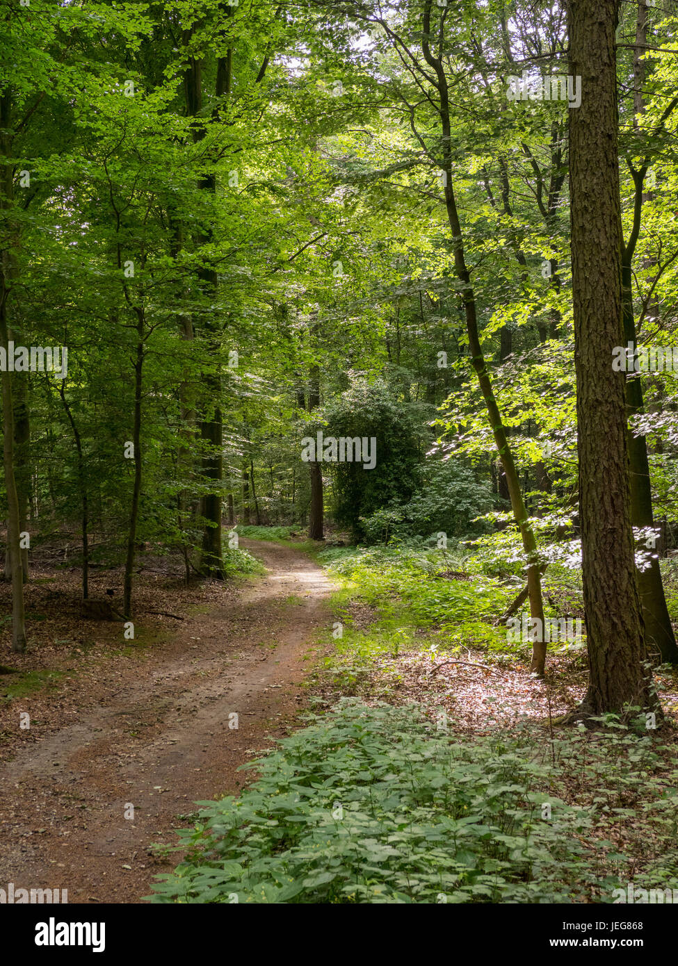 Shaded path through the beechwood forest and sunbeams on the right ...