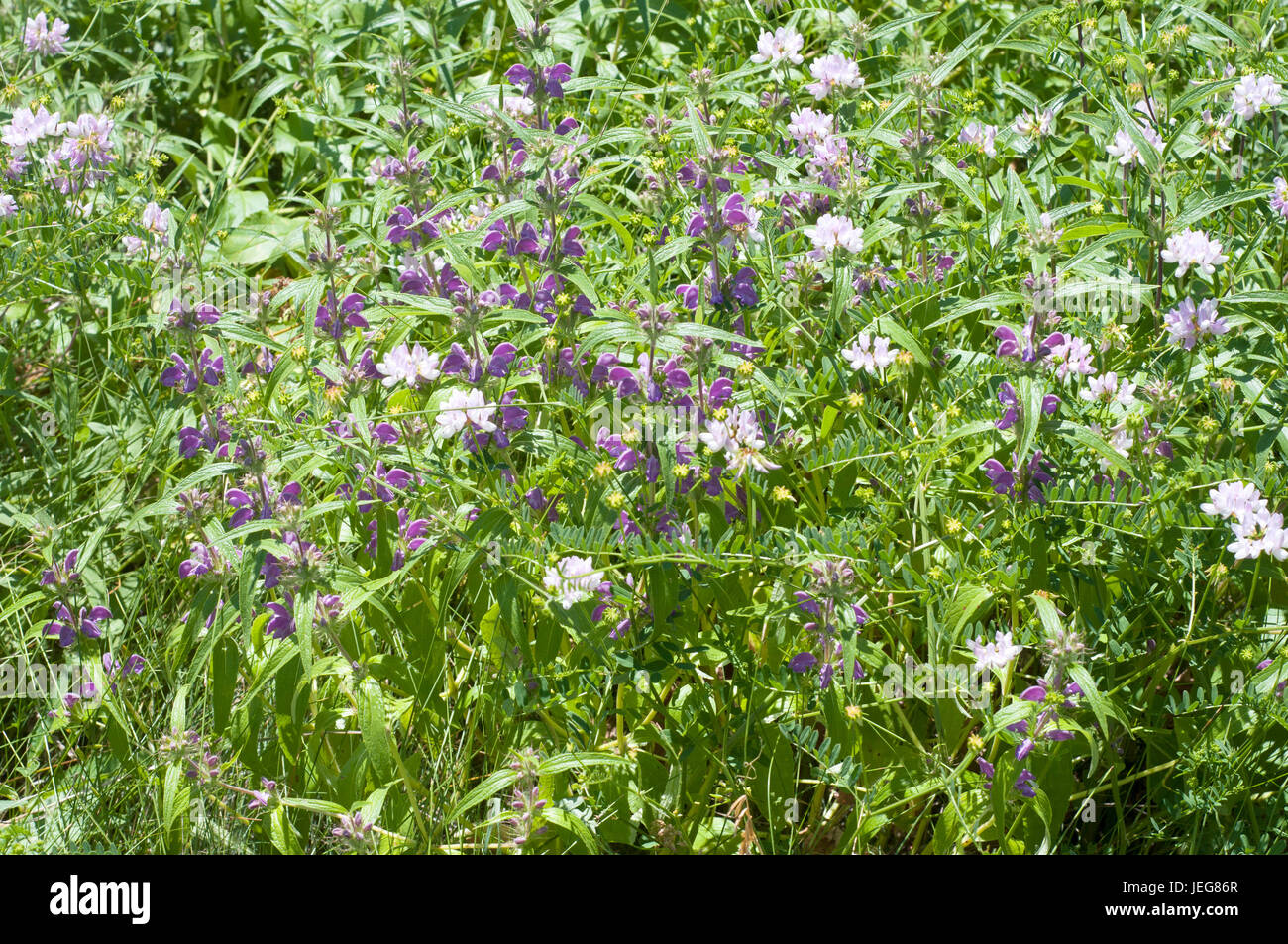 Meadow of violet field flowers. Summer flowers Stock Photo - Alamy