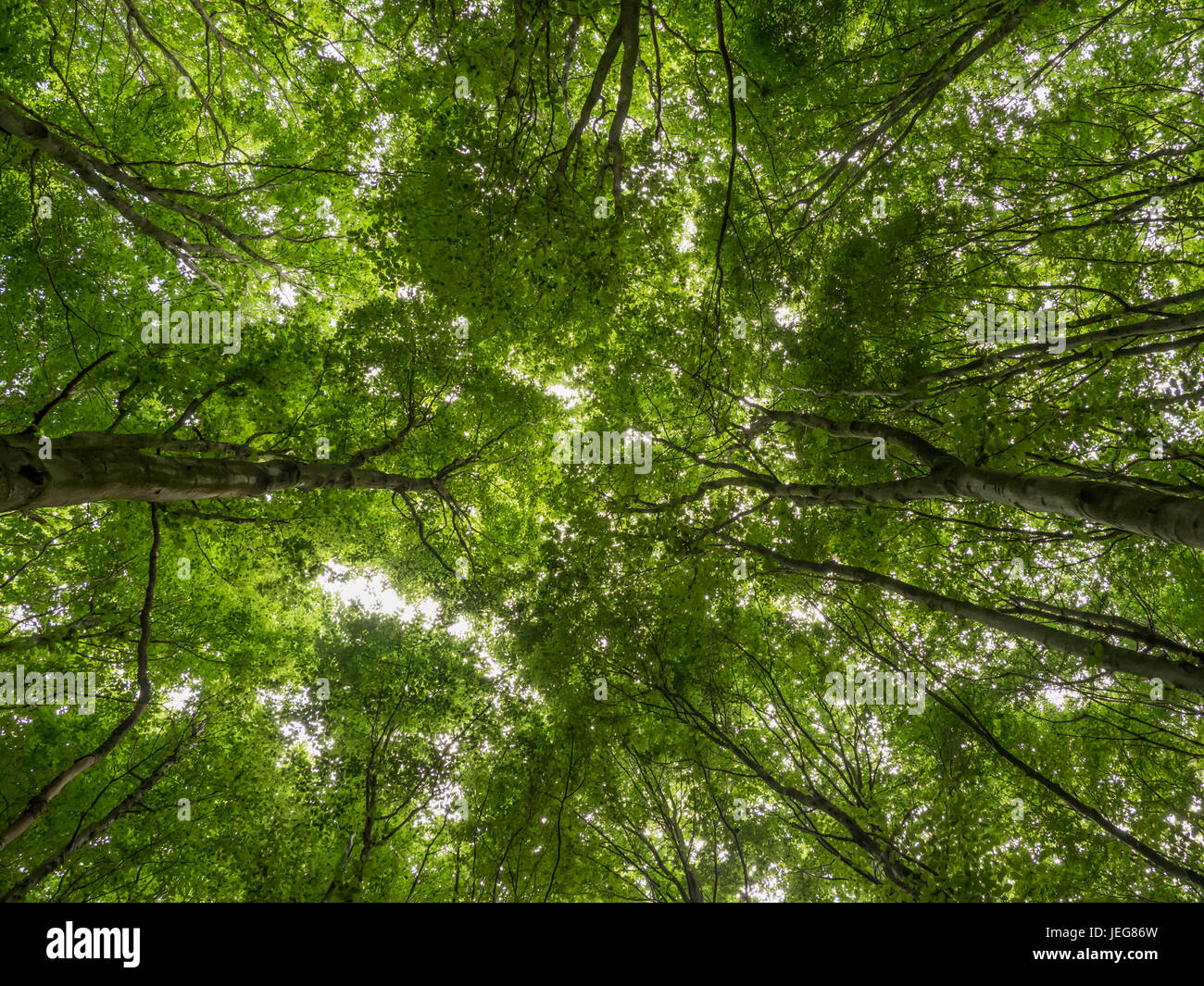Beechwood forest hi-res stock photography and images - Alamy