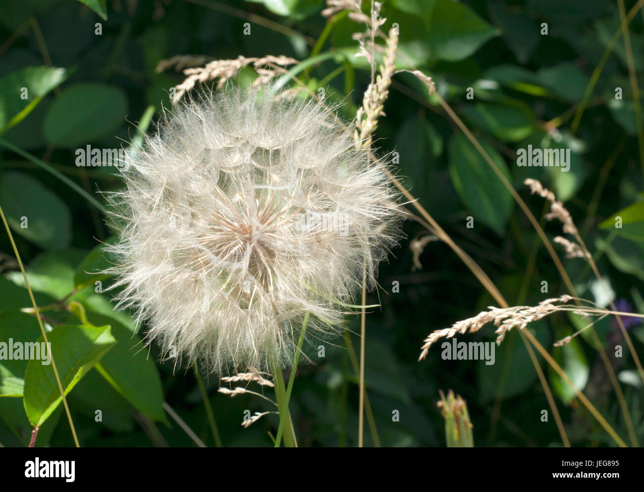 Big dandelion. Summer flowers Stock Photo - Alamy