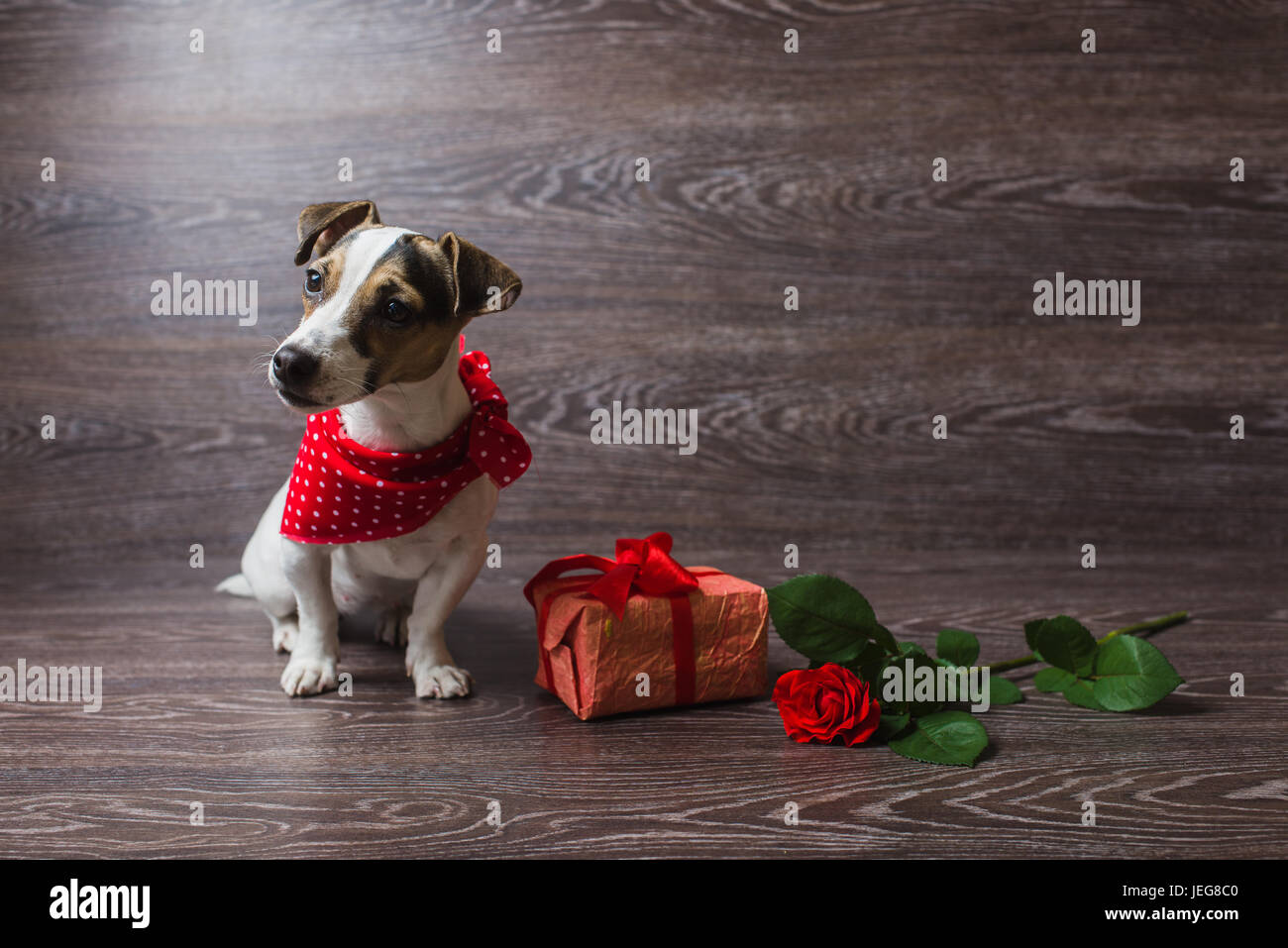 Jack Russell Terrier sitting in front of dark wooden background. Dog in ...