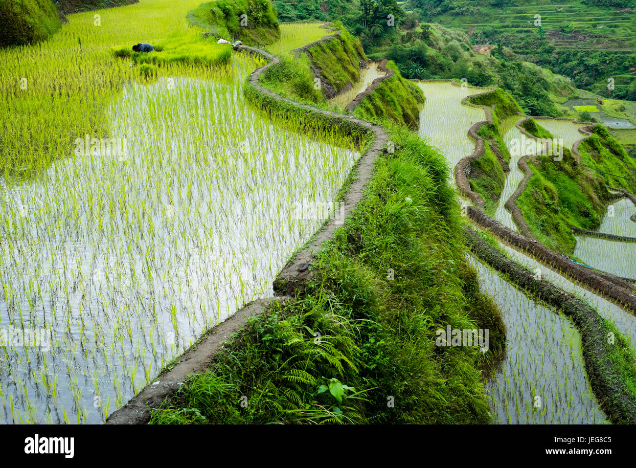 Banaue Rice Terraces, Philippines. 2017 Stock Photo - Alamy