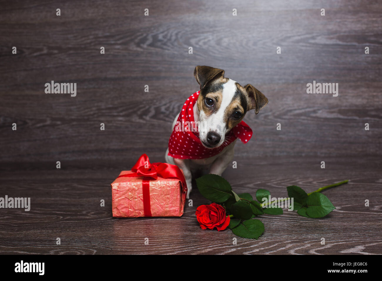 Jack Russell Terrier sitting in front of dark wooden background. Dog in ...