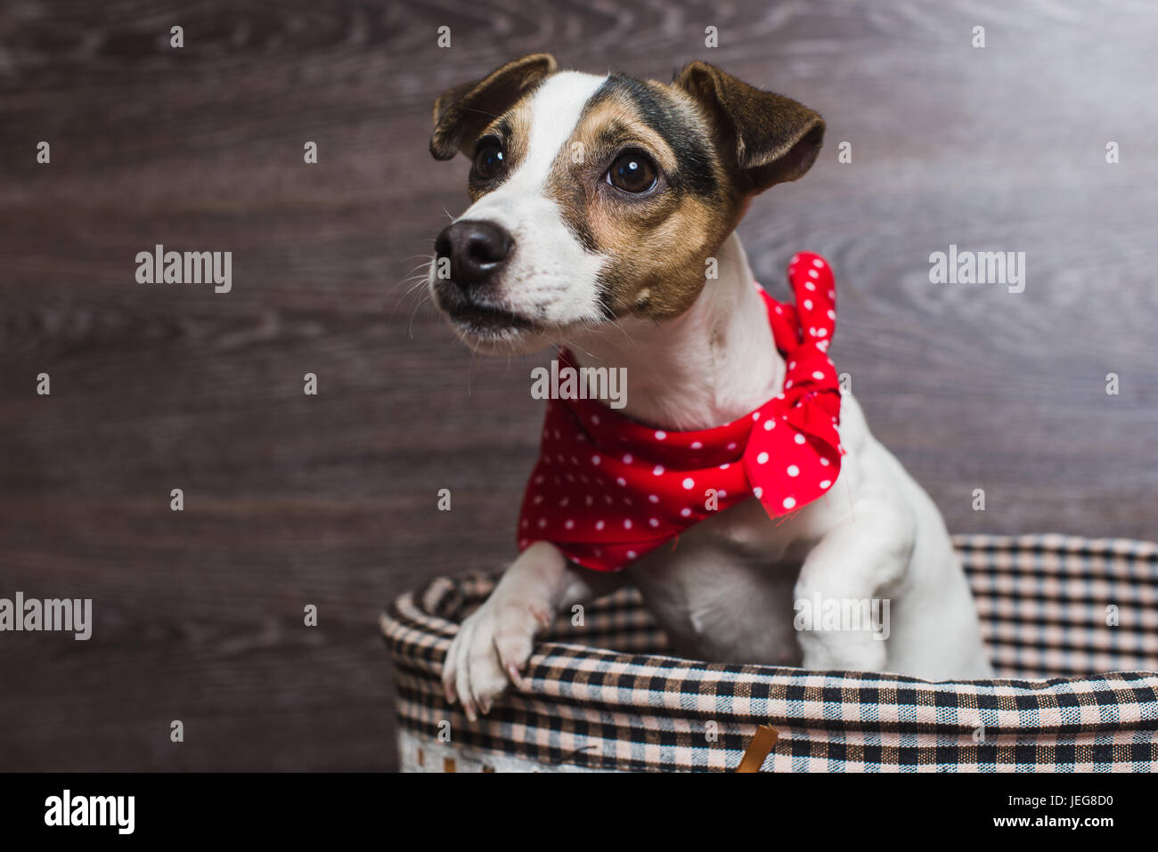Jack Russell Terrier in brown basket. Dog in a trendy red bandana. Dark ...