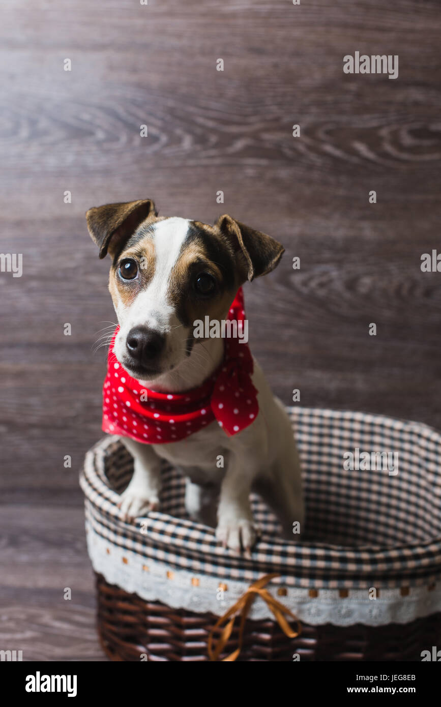 Jack Russell Terrier in brown basket. Dog in a trendy red bandana. Dark ...
