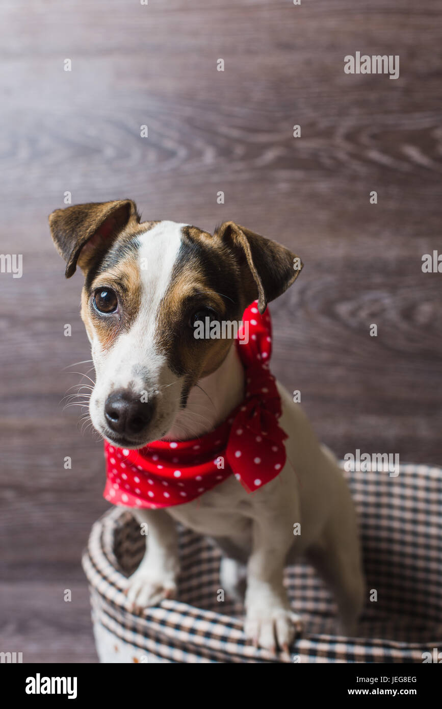 Jack Russell Terrier in brown basket. Dog in a trendy red bandana. Dark ...