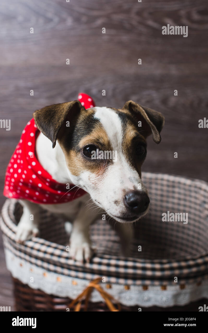 Jack Russell Terrier in brown basket. Dog in a trendy red bandana. Dark ...
