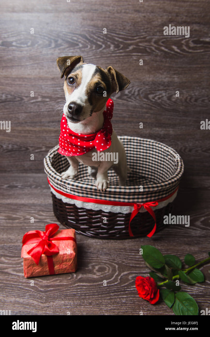 Happy birthday dog jack russel hi-res stock photography and images - Alamy