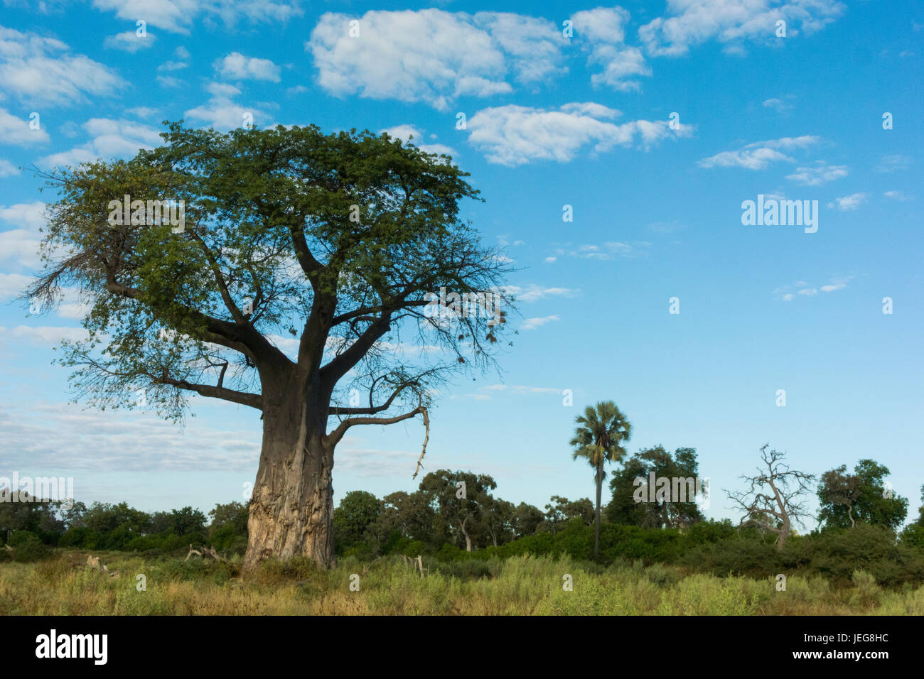 Baobab Tree Adansonia Digitata By Panoramic Images, 46% OFF